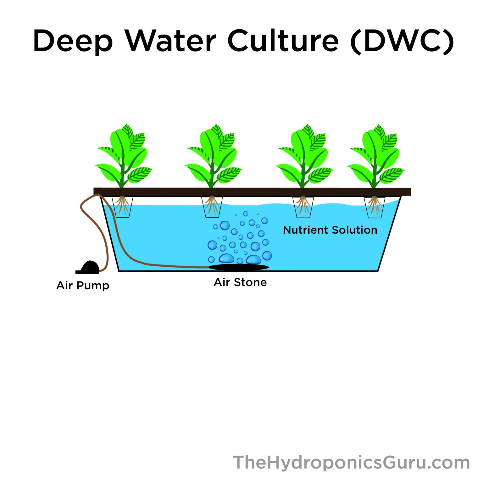 How the Deep Water Culture Hydroponics System Works - The Hydroponics Guru