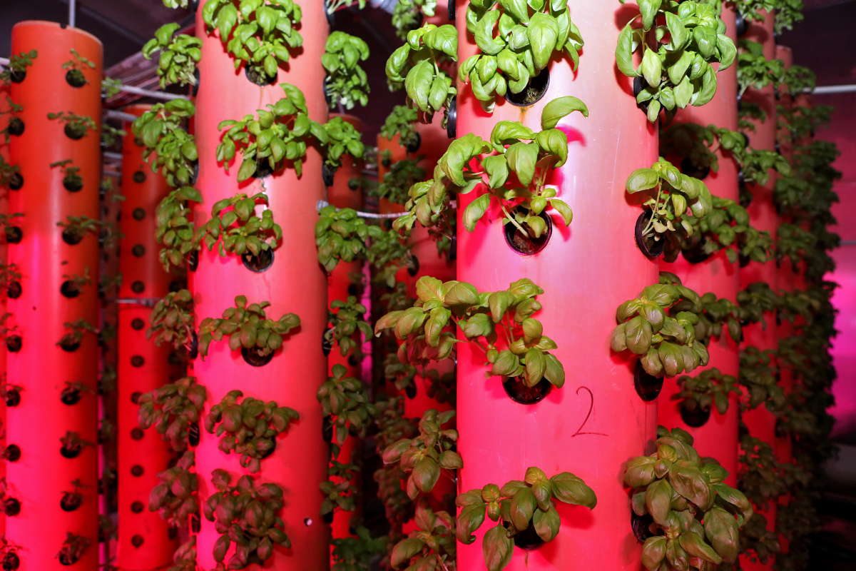 How You Can Grow Food With An Aeroponics System - The Hydroponics Guru