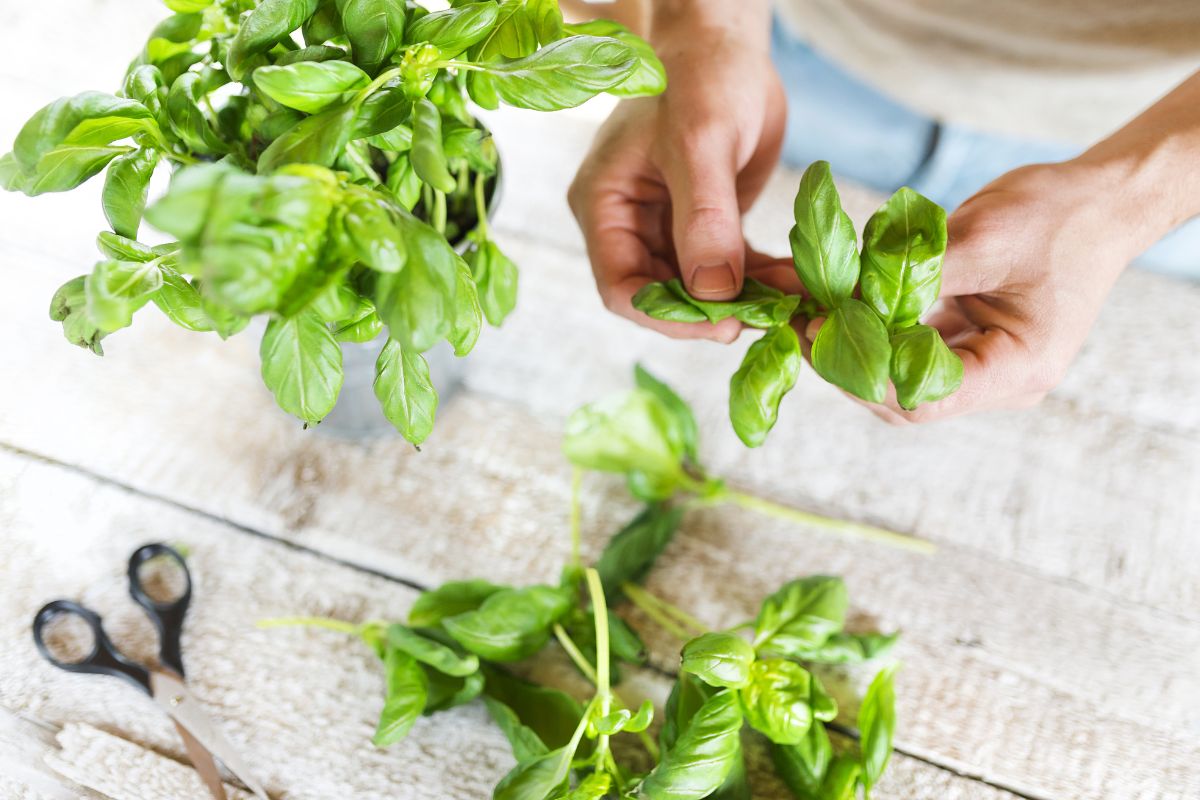 Your Guide To Growing Hydroponic Basil At Home - The Hydroponics Guru