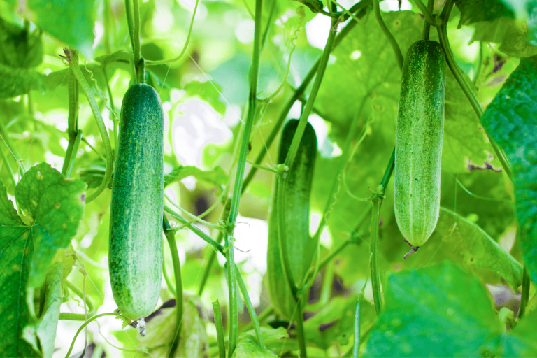 Hydroponic Cucumbers 101 – Your Complete Growing Guide - The ...