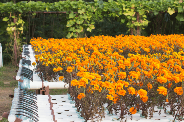 Discover The 7 Best Hydroponics Flowers To Grow - The Hydroponics Guru