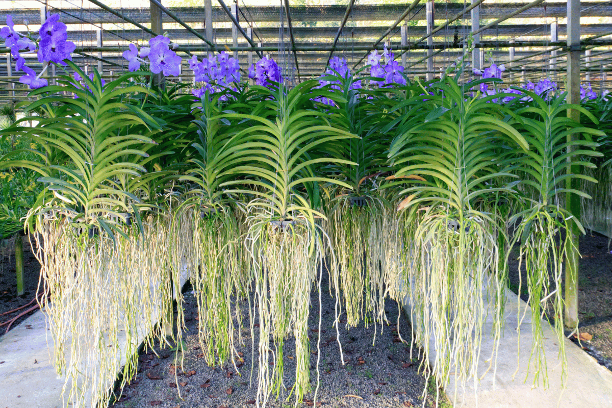 Discover The 7 Best Hydroponics Flowers To Grow - The Hydroponics Guru